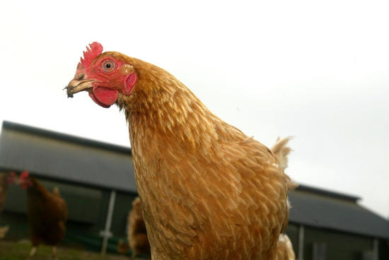 Free Range Hen Boven Goldling Breed Editorial Stock Photo - Stock Image ...