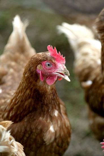 Free Range Hen Boven Goldling Breed Editorial Stock Photo - Stock Image ...