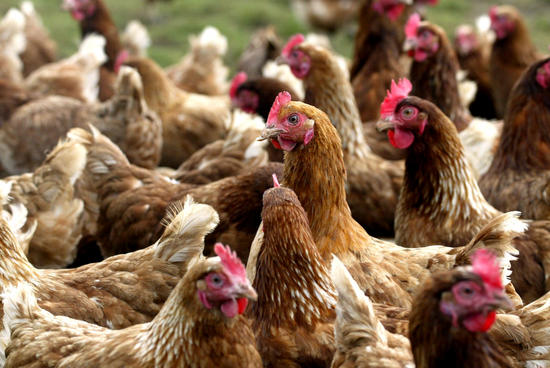 Free Range Hens Boven Goldling Breed Editorial Stock Photo - Stock ...
