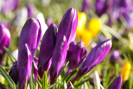 Colourful Crocuses Bloom On Bright Sunny Editorial Stock Photo - Stock ...