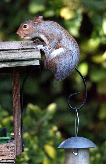 Tailless Squirrel Bird Table Editorial Stock Photo - Stock Image ...