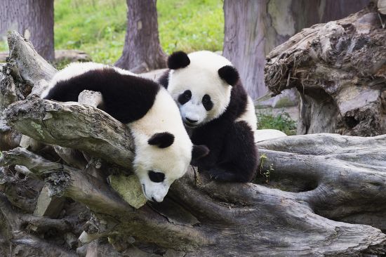 Two Giant Pandas Ailuropoda Melanoleuca Two Editorial Stock Photo ...