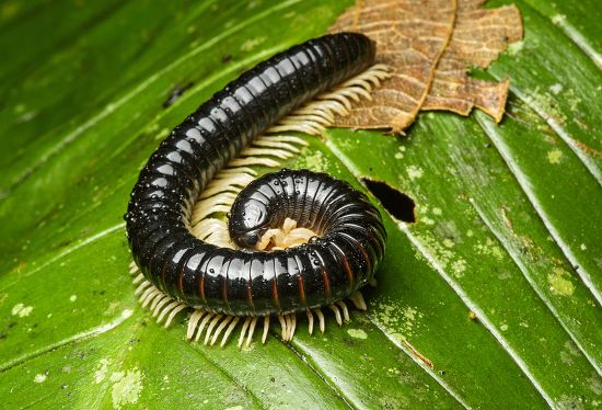 Millipede Myriapoda On Leaf Andean Cloud Editorial Stock Photo - Stock ...