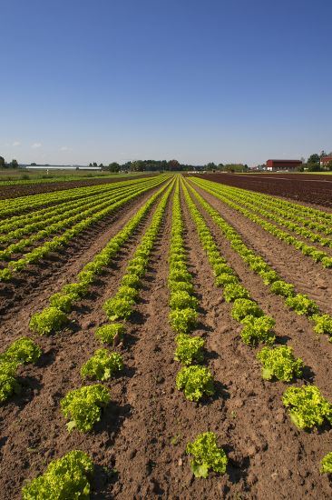 Lettuce Growing Vegetable Growing Area Hoefles Editorial Stock Photo ...