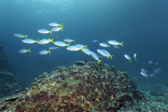 Beautiful Fusiliers Caesio Teres Swimming Above Editorial Stock Photo ...