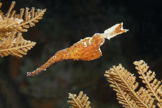 Robust Ghost Pipefish Solenostomus Cyanopterus Swimming Editorial Stock ...
