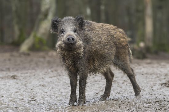 Wild Boar Sus Scrofa Vulkaneifel Rhinelandpalatinate Editorial Stock ...