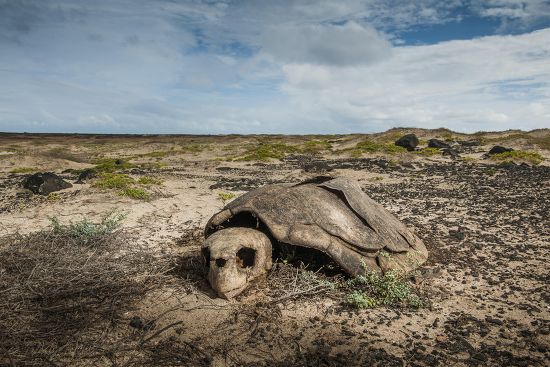 Skeleton Loggerhead Sea Turtle Caretta Caretta Editorial Stock Photo ...