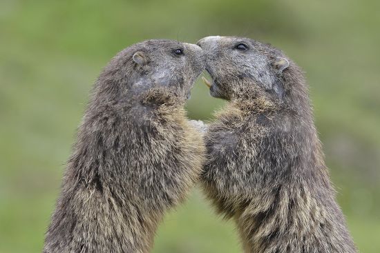 Two Alpine Marmots Marmota Marmota Fighting Editorial Stock Photo - Stock Image | Shutterstock