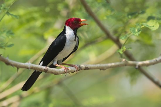 Yellowbilled Cardinal Paroaria Capitata Male Pantanal Editorial Stock ...