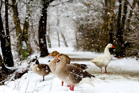 Snowy Weather Etherow Park Compstall Cheshire Editorial Stock Photo ...