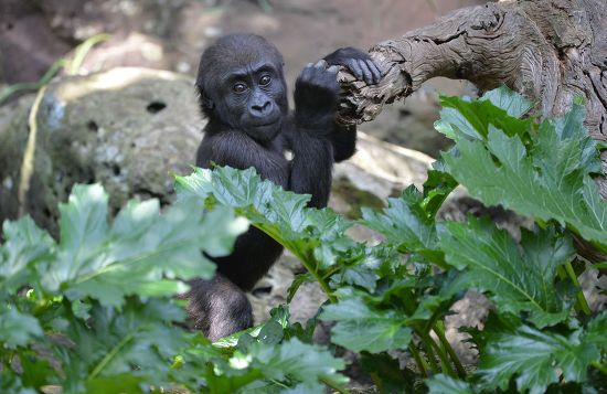 Kanzi Pictured Playing Around Her Mother Editorial Stock Photo - Stock ...