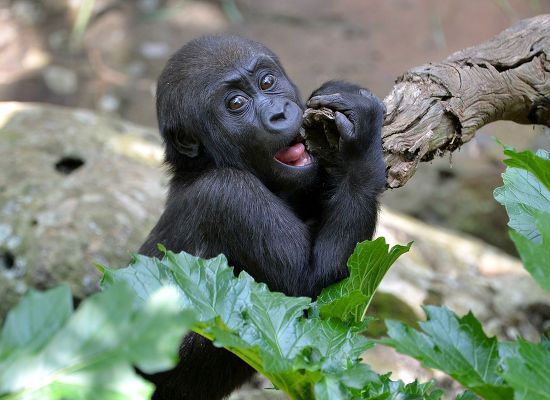 Kanzi Pictured Playing Around Her Mother Editorial Stock Photo - Stock ...