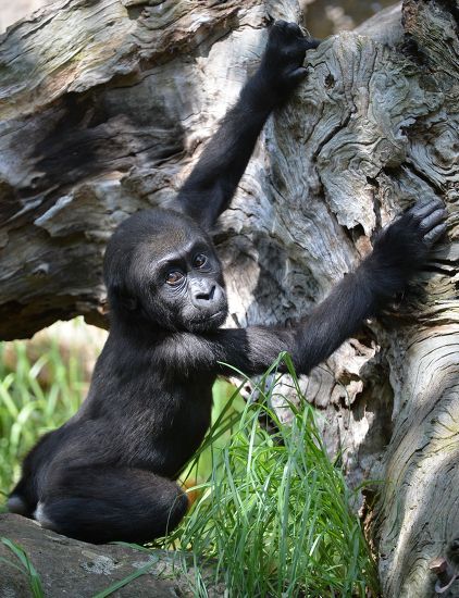 Kanzi Pictured Playing Around Her Mother Editorial Stock Photo - Stock ...