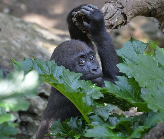 Kanzi Pictured Playing Around Her Mother Editorial Stock Photo - Stock ...