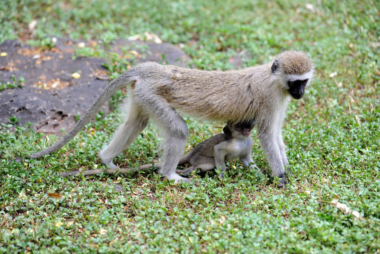 Black Faced Vervit Monkeys Editorial Stock Photo - Stock Image ...