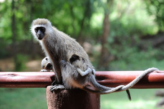 Black Faced Vervit Monkeys Editorial Stock Photo - Stock Image ...