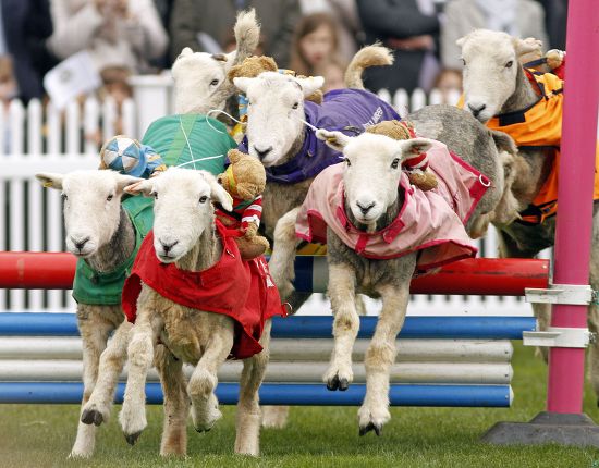 Sheep Take Bleaters Brook During Lamb Editorial Stock Photo - Stock ...