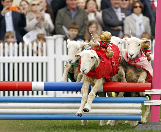 Sheep Take Bleaters Brook During Lamb Editorial Stock Photo - Stock ...