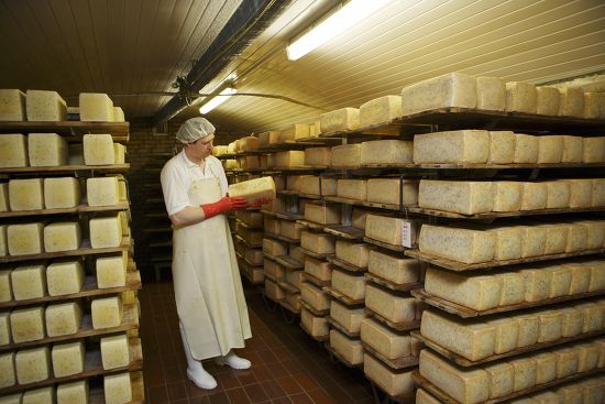Model Released Dairy Expert Checking Cheese Editorial Stock Photo ...