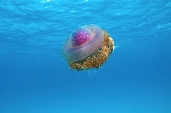 Crown Jellyfish Cauliflower Jellyfish Cephea Cephea Editorial Stock ...