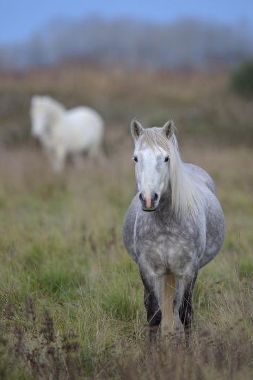 Camargue Horse Rhone Delta Camargue Southern Editorial Stock Photo ...