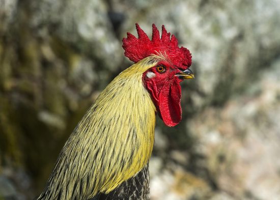 Cock Portrait Chabo Chicken Breed Editorial Stock Photo - Stock Image ...