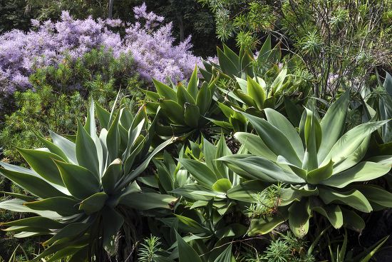 Botanical Garden Jardin De Mascarin Lions Editorial Stock Photo - Stock ...
