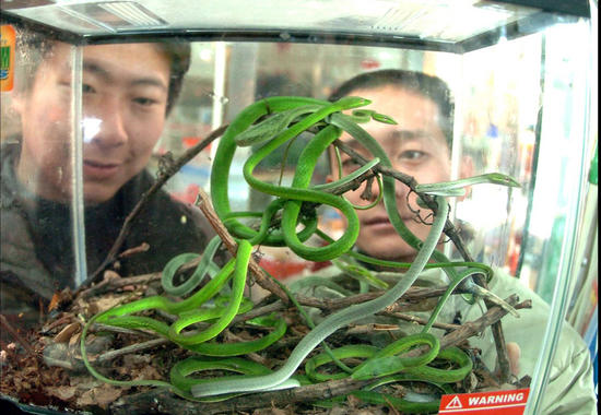 Two Men Watching Snakes Pet Store Editorial Stock Photo - Stock Image ...
