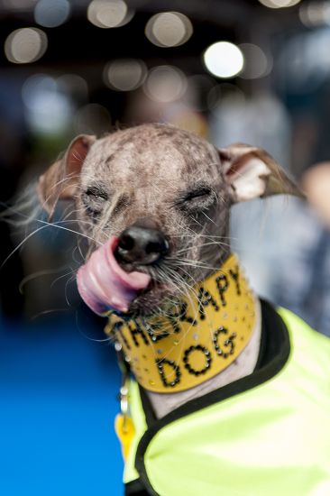 Mugly Chinese Crested Worlds Ugliest Dog Editorial Stock Photo - Stock ...