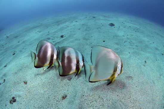 Orbicular Batfish Circular Batfish Orbiculate Batfish Editorial Stock ...