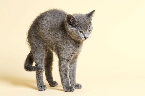 Purebred Cat Russian Blue Kitten Age Editorial Stock Photo - Stock ...