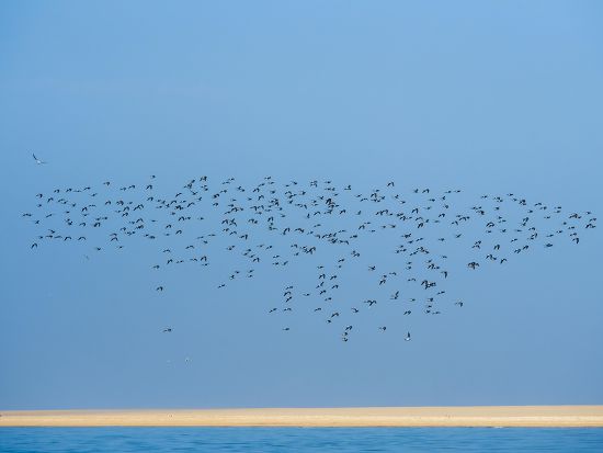 Flock Birds Flying Over Sandbank Pelican Editorial Stock Photo - Stock ...