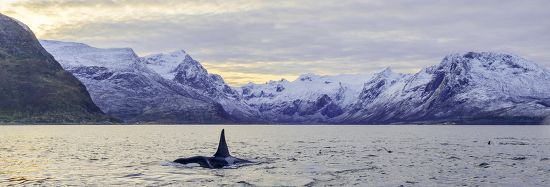 Orca Orcinus Orca Front Snowcovered Mountains Editorial Stock Photo ...