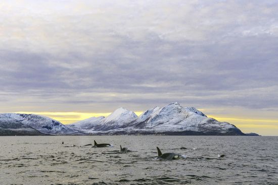 Several Orcas Orcinus Orca Front Snowy Editorial Stock Photo - Stock ...