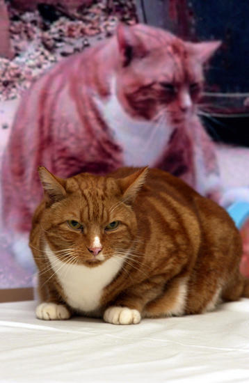 Benji Cat Wins Pet Slimmer Award Editorial Stock Photo - Stock Image ...