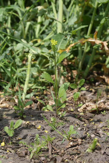 Charlock Growing Oilseed Rape Editorial Stock Photo - Stock Image ...