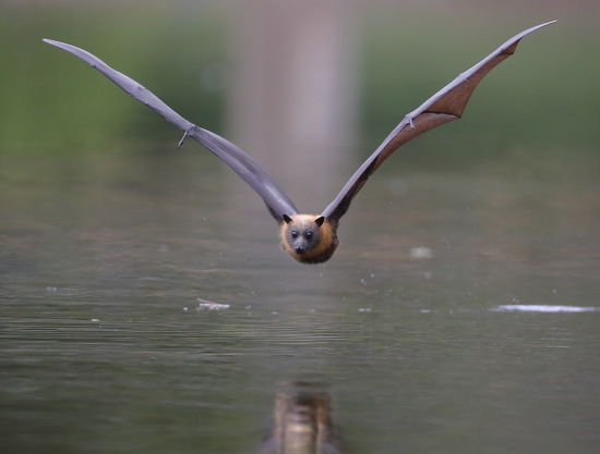 Flying Fox Bat Swooping Down On Editorial Stock Photo - Stock Image ...