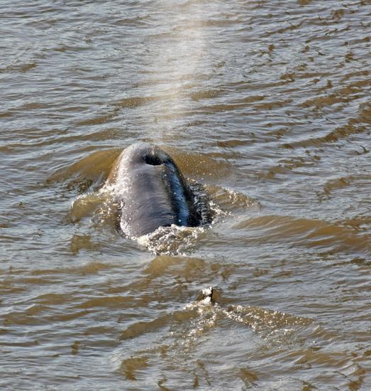 Northern Bottle Nosed Whale Swimming River Editorial Stock Photo ...