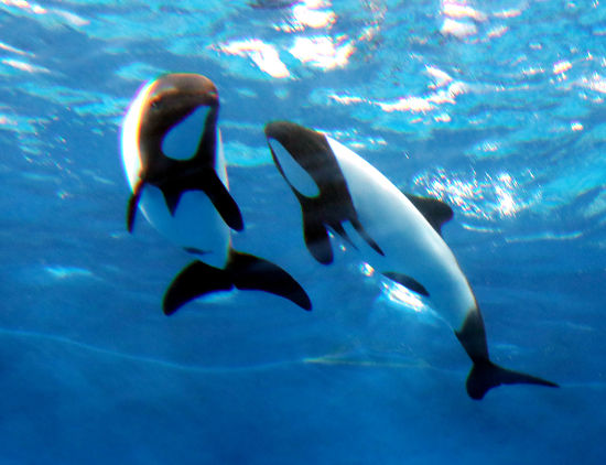 Commersons Piebald Dolphins Known Panda Dolphins Editorial Stock Photo ...