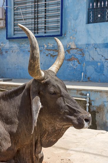 Zebu Hump Cattle Bos Primigenius Indicus Editorial Stock Photo - Stock ...
