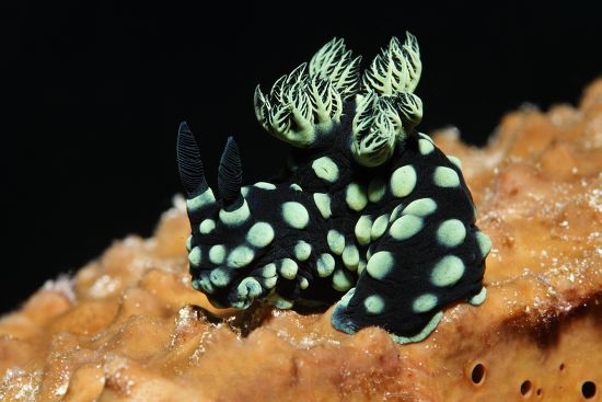 Variable Neon Slug Nembrotha Kubaryana On Editorial Stock Photo - Stock ...
