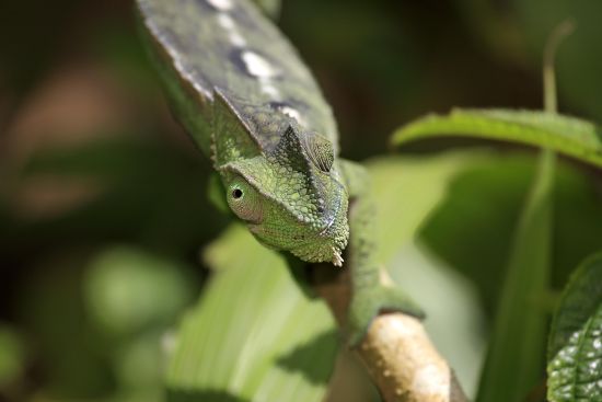 Oustalets Malagasy Giant Chameleon Furcifer Oustaleti Editorial Stock ...