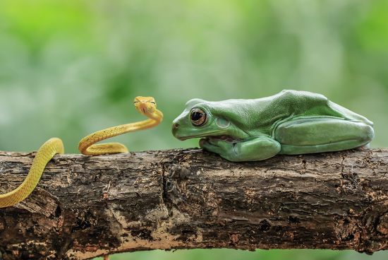 Tree Frog Vine Snake Editorial Stock Photo - Stock Image | Shutterstock