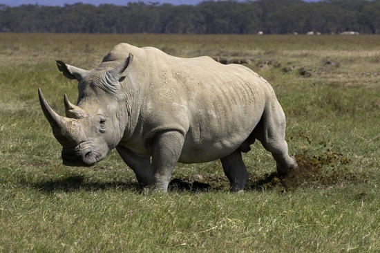 White Rhinoceros Editorial Stock Photo Stock Image Shutterstock