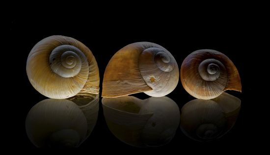 Burgundy Snail Helix Pomatia Shells On Editorial Stock Photo - Stock ...