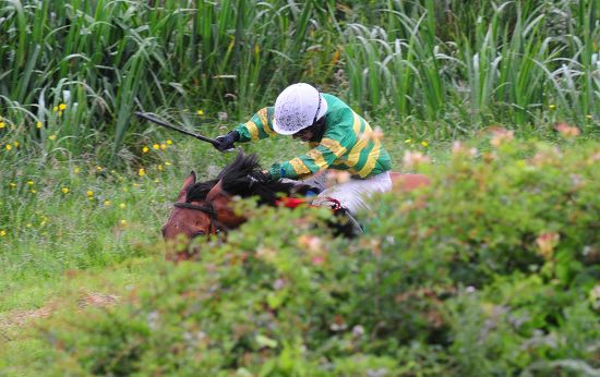 Cahersiveen Horse Pony Races Farmer Boyce Editorial Stock Photo - Stock ...