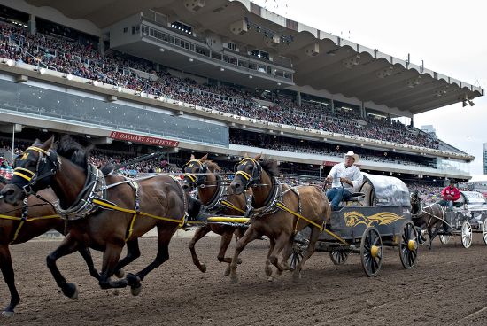 Drivers Race Their Wagons During Chuckwagon Editorial Stock Photo ...