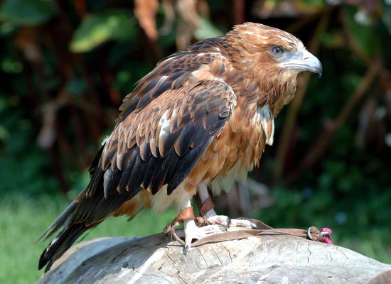 Young Black Breasted Buzzard Editorial Stock Photo - Stock Image ...