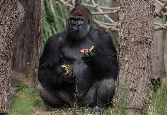 Western Lowland Gorilla Feeding On Watermelon Editorial Stock Photo ...
